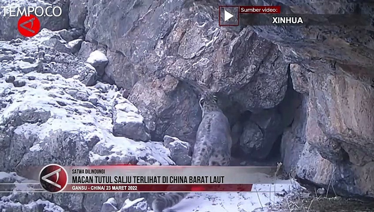 Baru-baru Ini Tampak Macan Tutul Salju di Cina Barat Laut - video Dailymotion