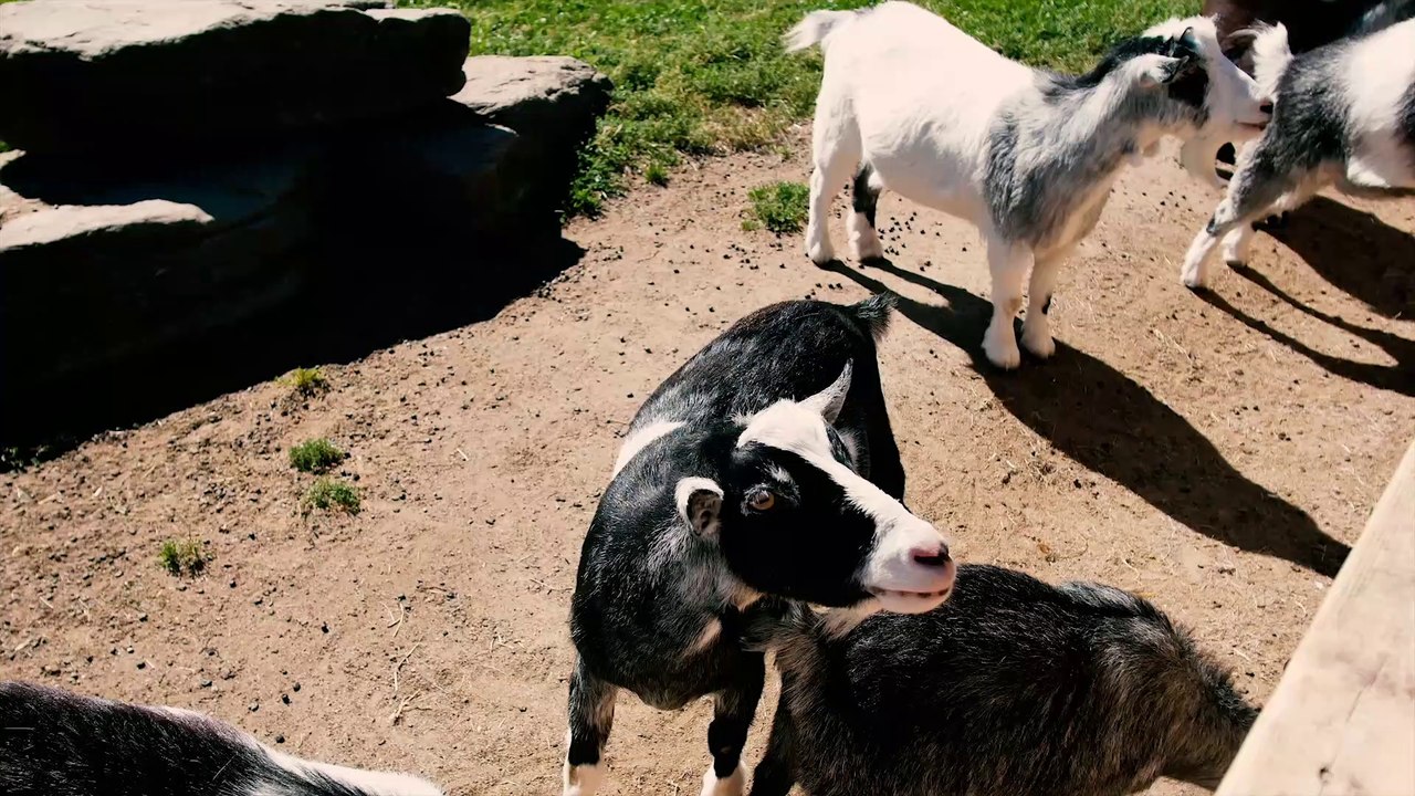 Scenic Tour of the Magnetic Hill Zoo in Moncton, New Brunswick! 4K ...