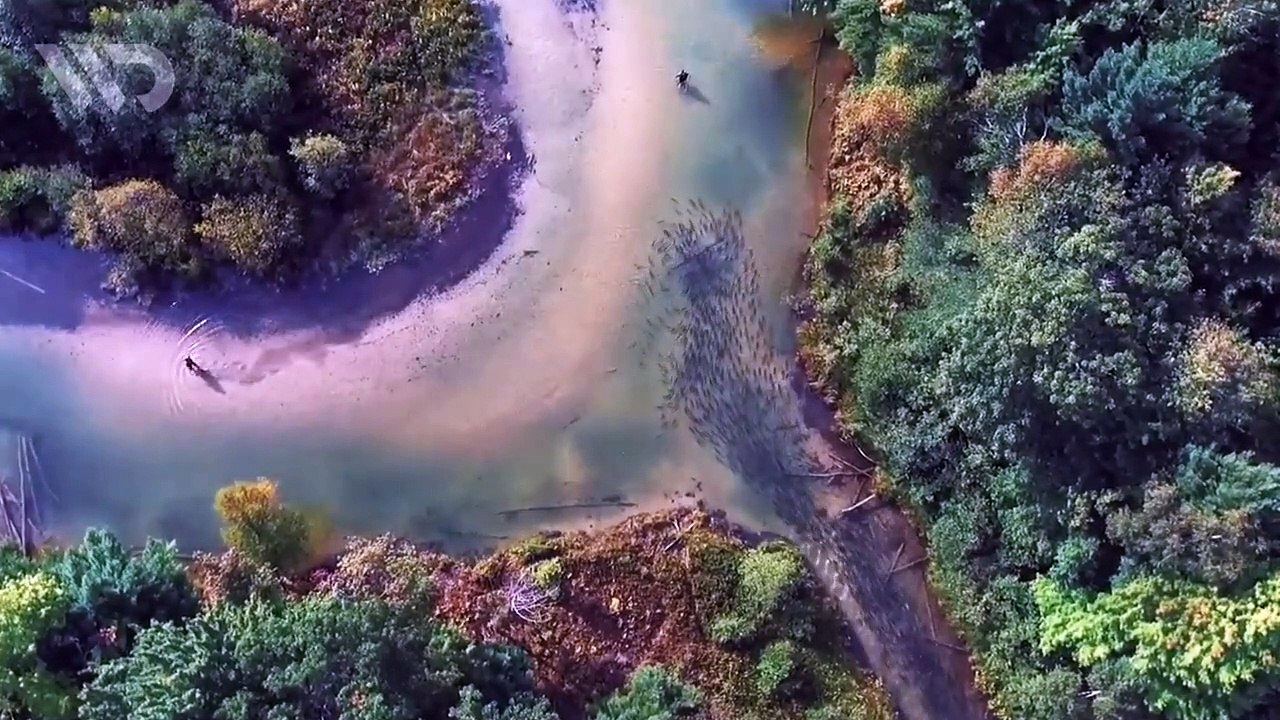 The Incredible Migration of Salmon Fish_ A Journey Between Life and ...