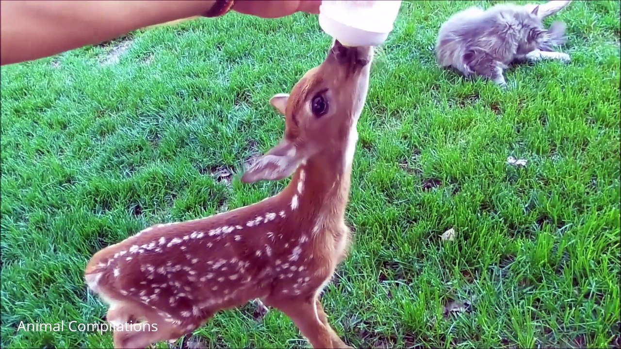 Cutest Baby Deer Fawn Jumping Hopping 34 - Video Dailymotion