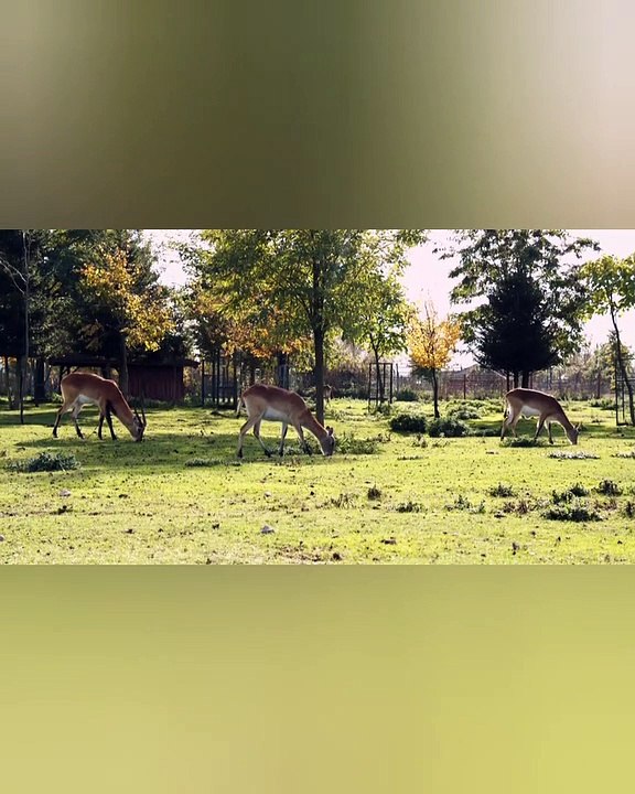 wildlife of deer 35 - Video Dailymotion