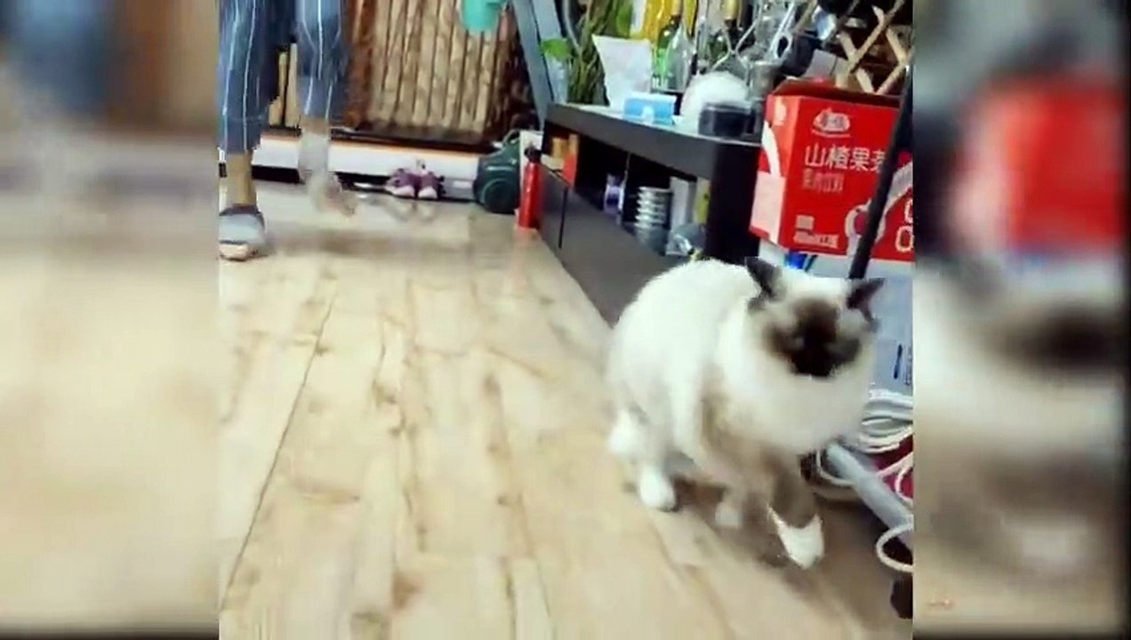 Baby Cats - Cute and Funny Cat Videos Compilation #54 _ Aww Animals ...