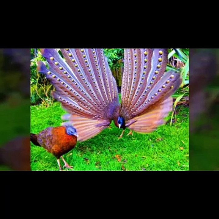 BURUNG RUAI # CERITA ASAL USUL BURUNG RUAI - Video Dailymotion