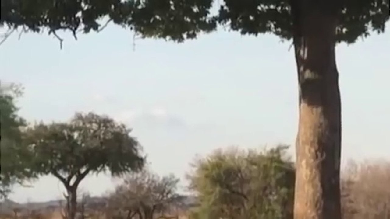 Amazing Baboon Save Impala From Leopard Jumps Tall Tree To Ambush ...