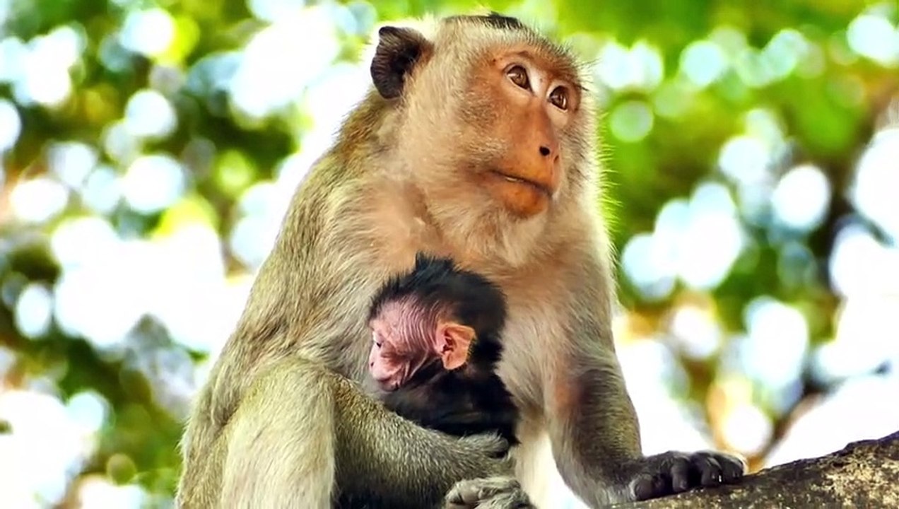 Amazing Newborn Monkey...Little Newborn Baby Just Shaking His Body In ...