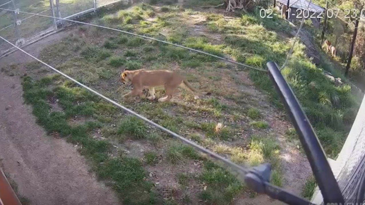 Watch: CCTV footage captures the moment five lions escape enclosure at ...