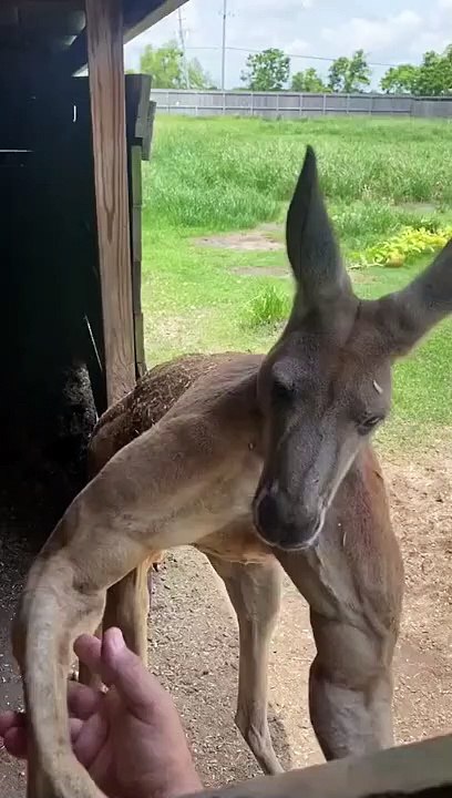 Worlds_Strongest_Kangaroo || kangro strong || best entertainment kids ...