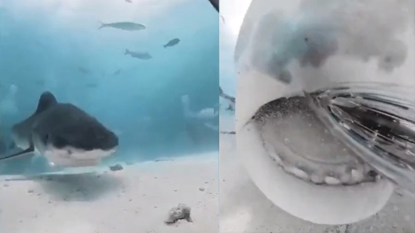 आश्चर्यजनक: शार्क ने गोताखोर को निगला, अचानक हुआ कुछ ऐसा वो बच निकला ...