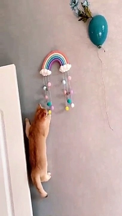 funny cat videos tiktok - video Dailymotion