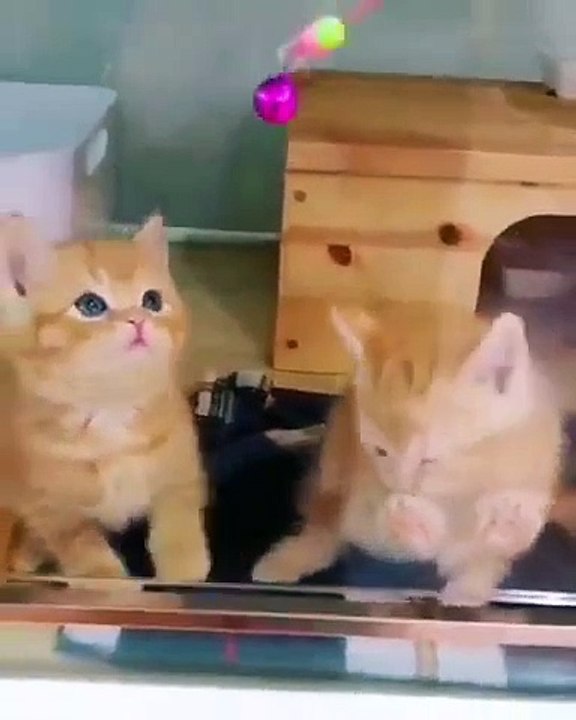 Baby_Cats_-_Cute_and_Funny_Cat_Videos_Compilation__Part_45(480p ...