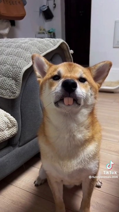 The Goofiest Pet Ever | Funny Pet Compilation Part 1 - video Dailymotion