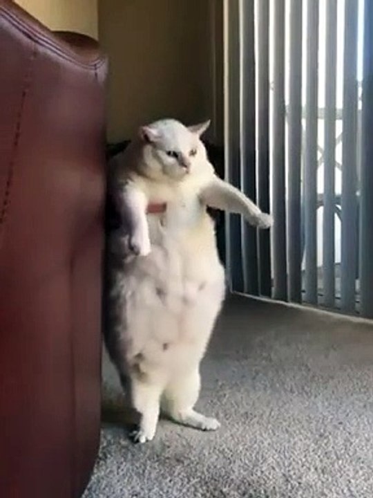 Cat dancing salsa - Vídeo Dailymotion