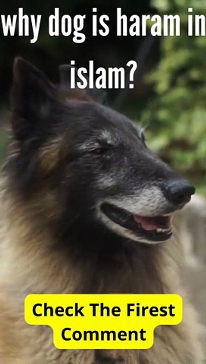 why dog is haram in islam? - Vidéo Dailymotion