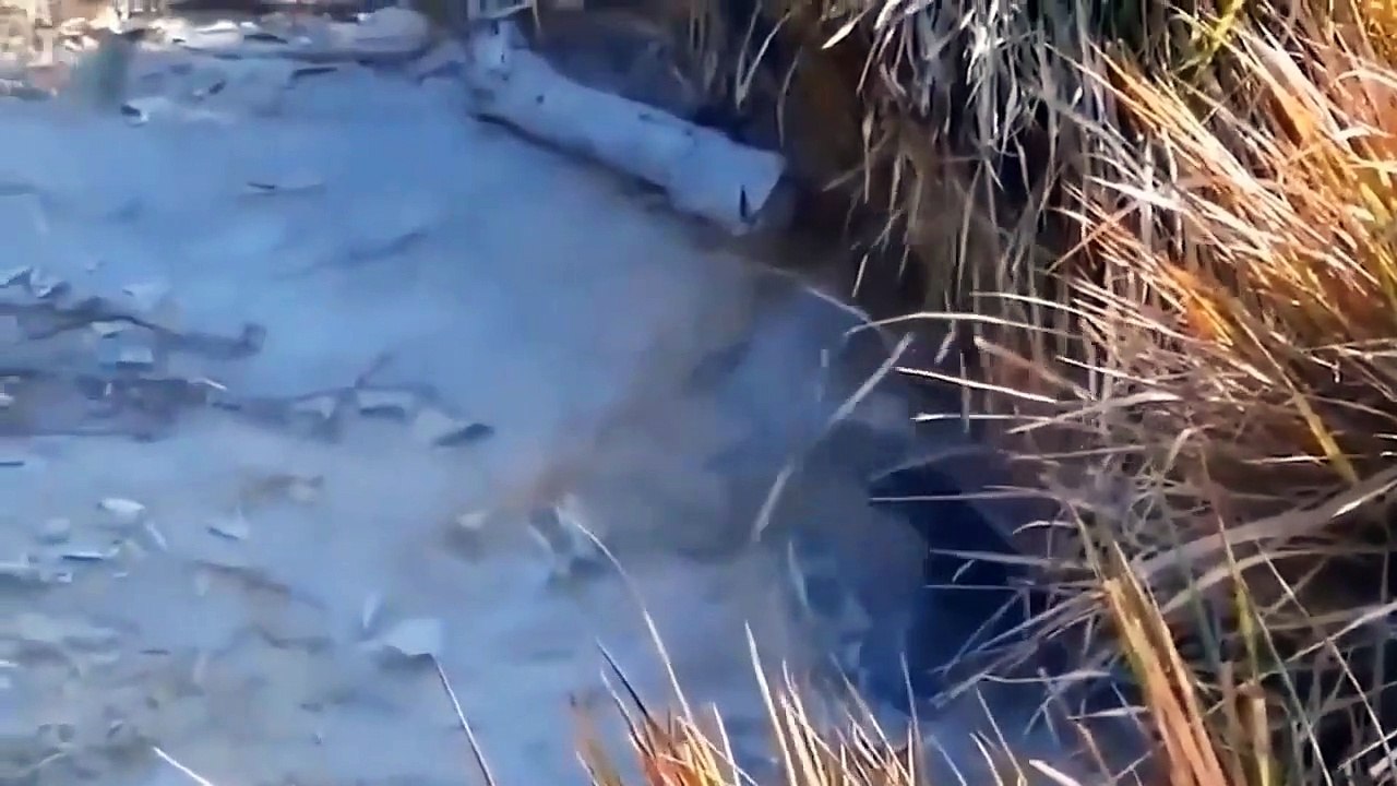 Painful Lion Trying To Scratch And Struggle To Escape The Giant Python ...