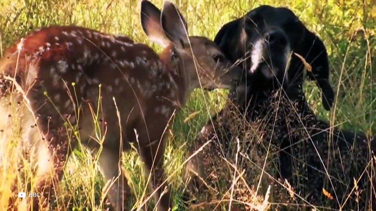 Unbelievable Animals That Saved and Protected Other Animals - video ...