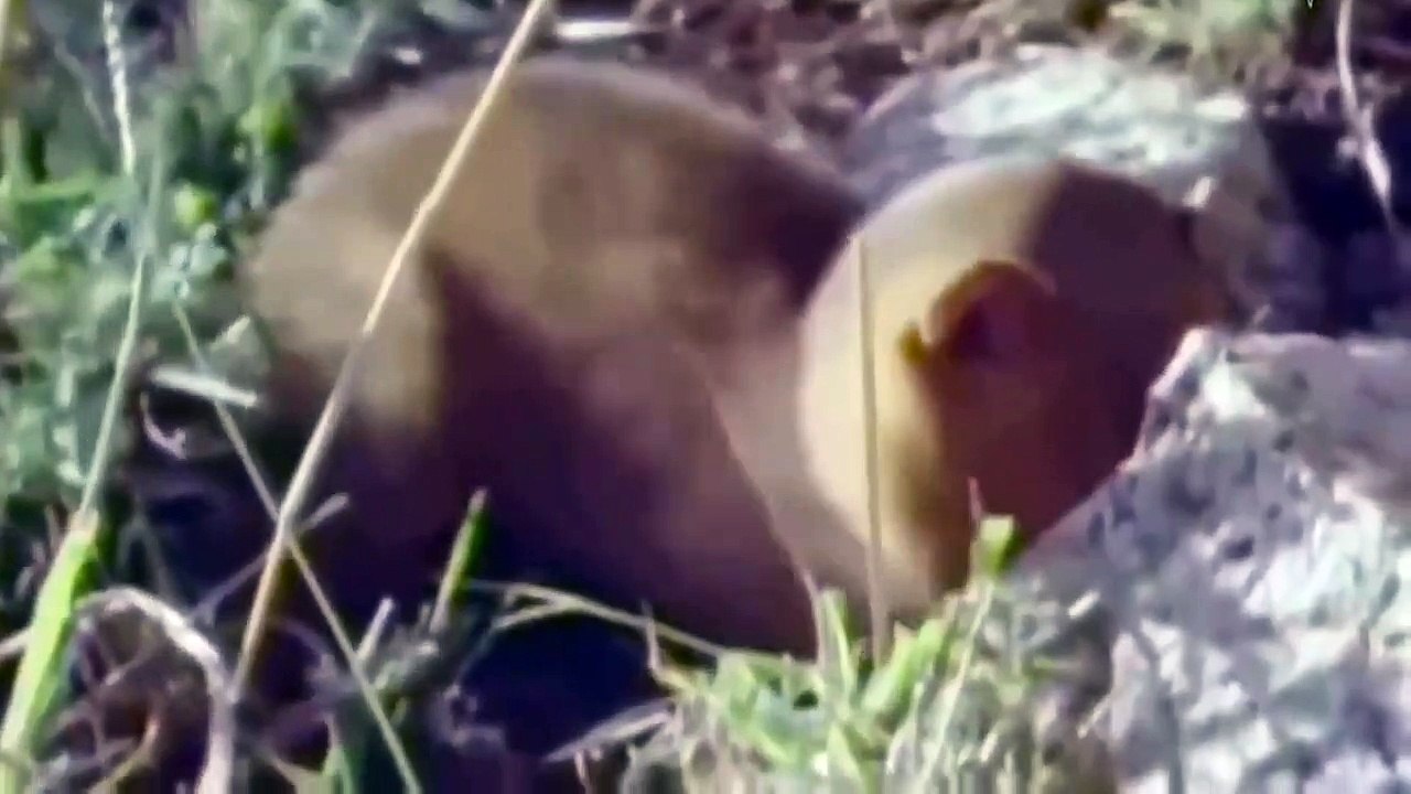 Unbelievable. Python Received A Humiliat End When Trying To Attack The ...