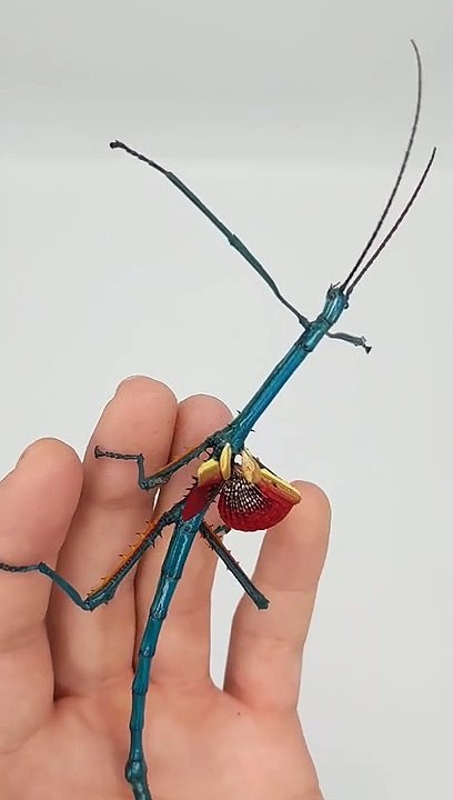 Blue Stick Insect has Beautiful Wings - video Dailymotion