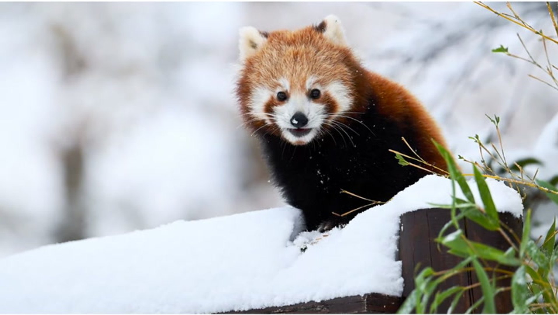 Red Panda Snow