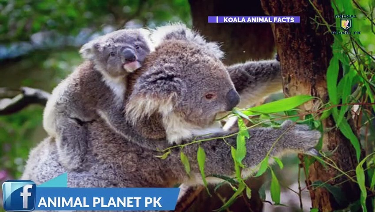 Koala facts koala information in hindi urdu koala animal documentary in ...