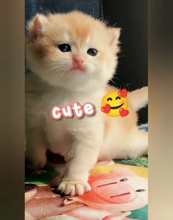 Kucing cute - Video Dailymotion