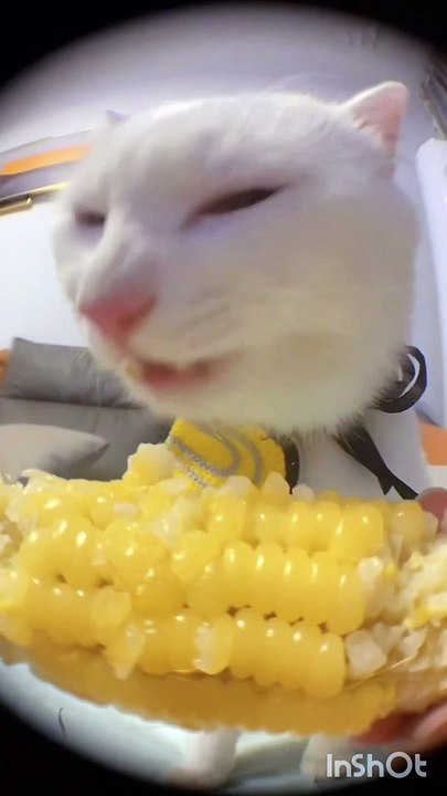 HD EN TATLI KEDİ VE KÖPEK VİDEOLARI - Dailymotion Video