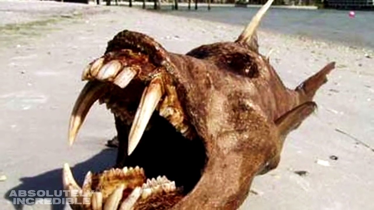 Real SEA MONSTERS caught on camera! Giant Jellyfish, Nessie, Mermaids ...