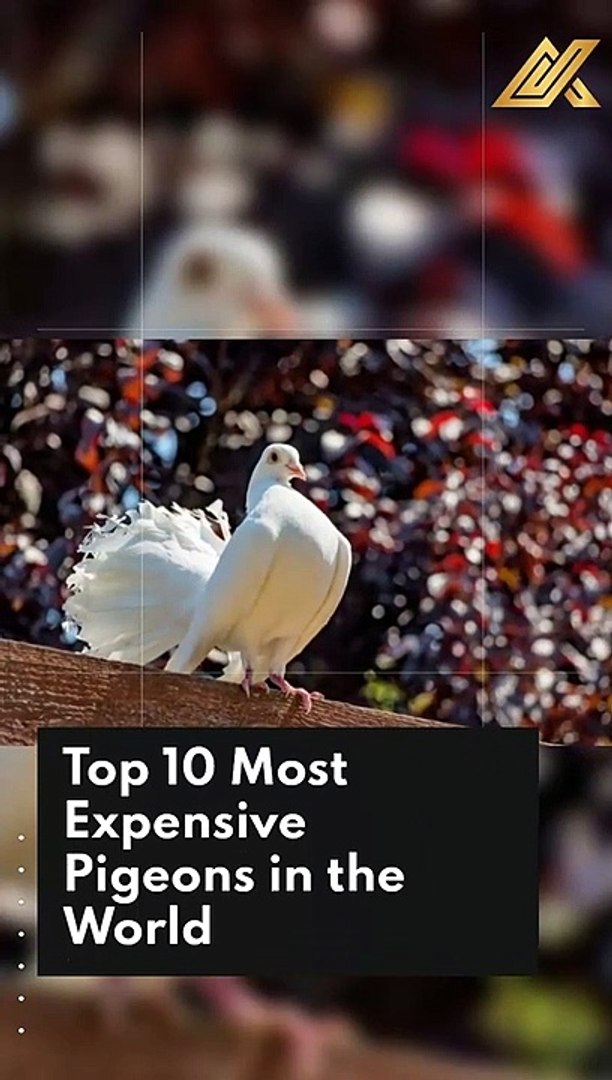 Most Expensive Pigeon In The World Most Expensive Racing Pigeons Pro