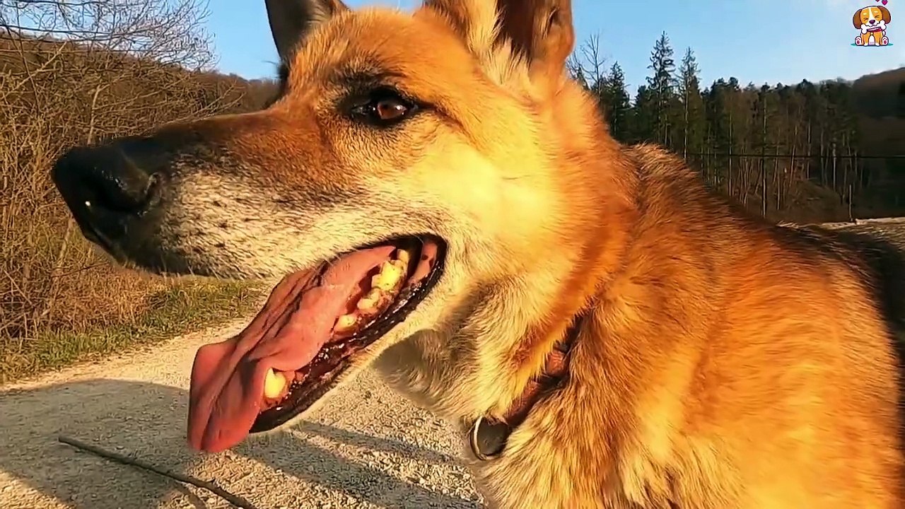 German Shepherd।। Amazing German shepherd playing video. - video ...