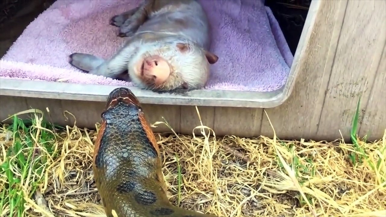 Anaconda Eats Little Pig Anaconda Enters Pig Pen Anaconda vs Pig Animal ...