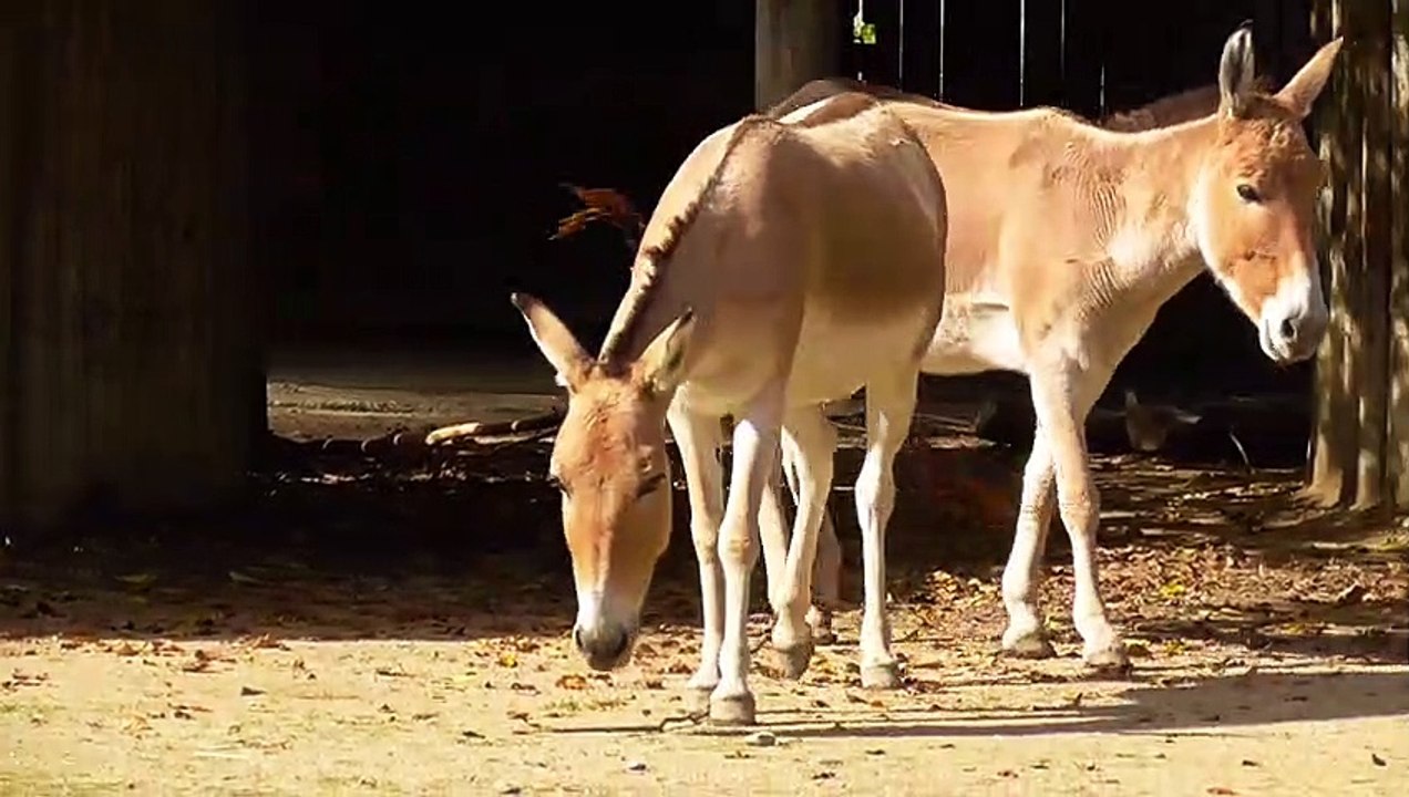 Donkeys - Animal king - video Dailymotion