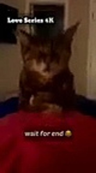 Funny_Whatsaap_Status_Video____Cat_Talking_Abuse_%F0%9F%98%82__(144p ...