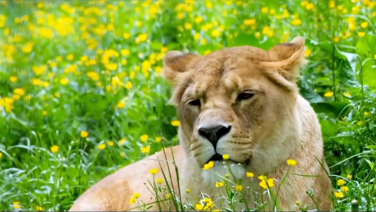 compilation of the best animals in wildlife and forest videos. - video ...
