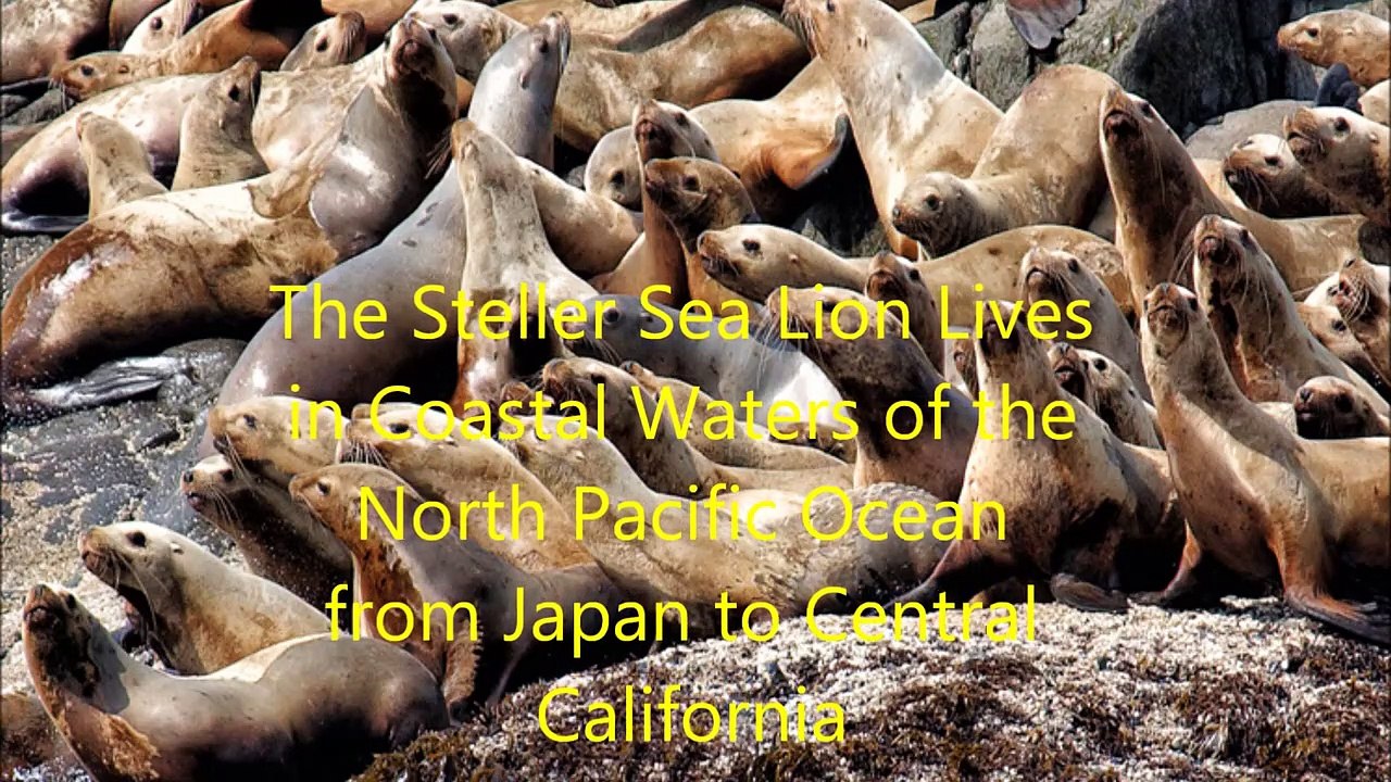 Animal Fight Club Season 3 Episode 8 Steller Sea Lion Vs Leopard Seal - video Dailymotion