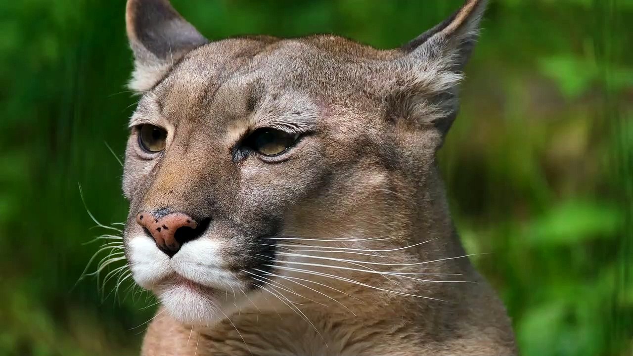 Puma - lion king Sher animal beautiful Nice - video Dailymotion