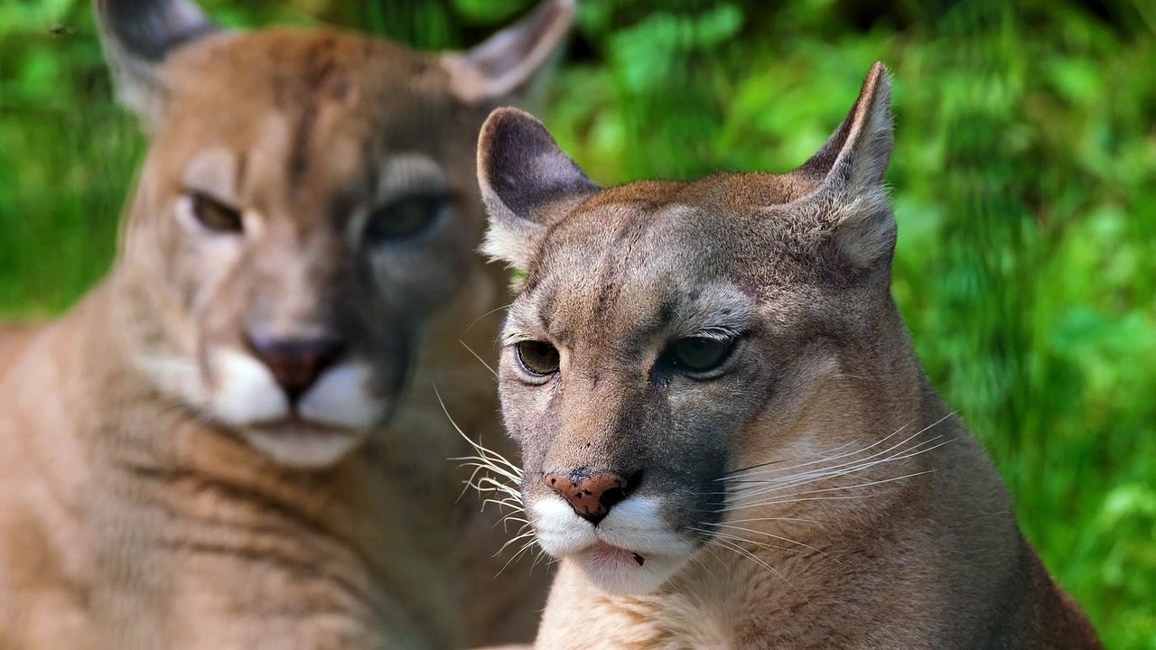 Puma - Lion sher animal beautiful Nice better video - video Dailymotion