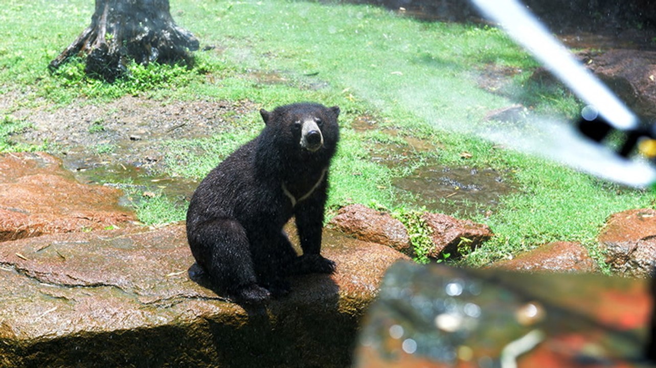 Bear fatally shot after escaping Florida enclosure and attacking ...