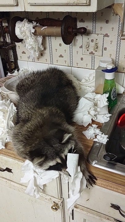 Bandit the Raccoon Makes a Mess with Paper Towels - video Dailymotion