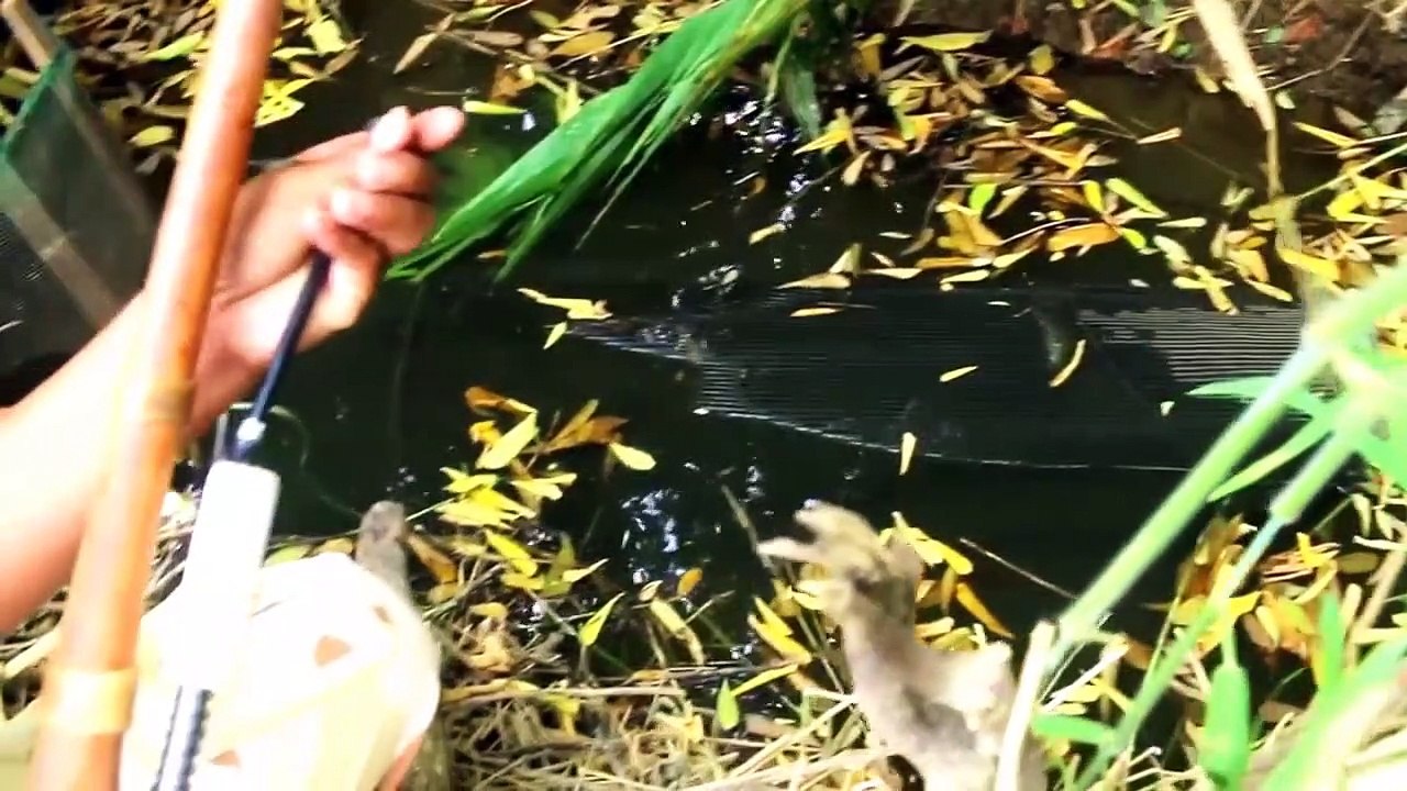 How TO Catch Biggest Snake In Asia - Shooting Snake With Air Gun ...