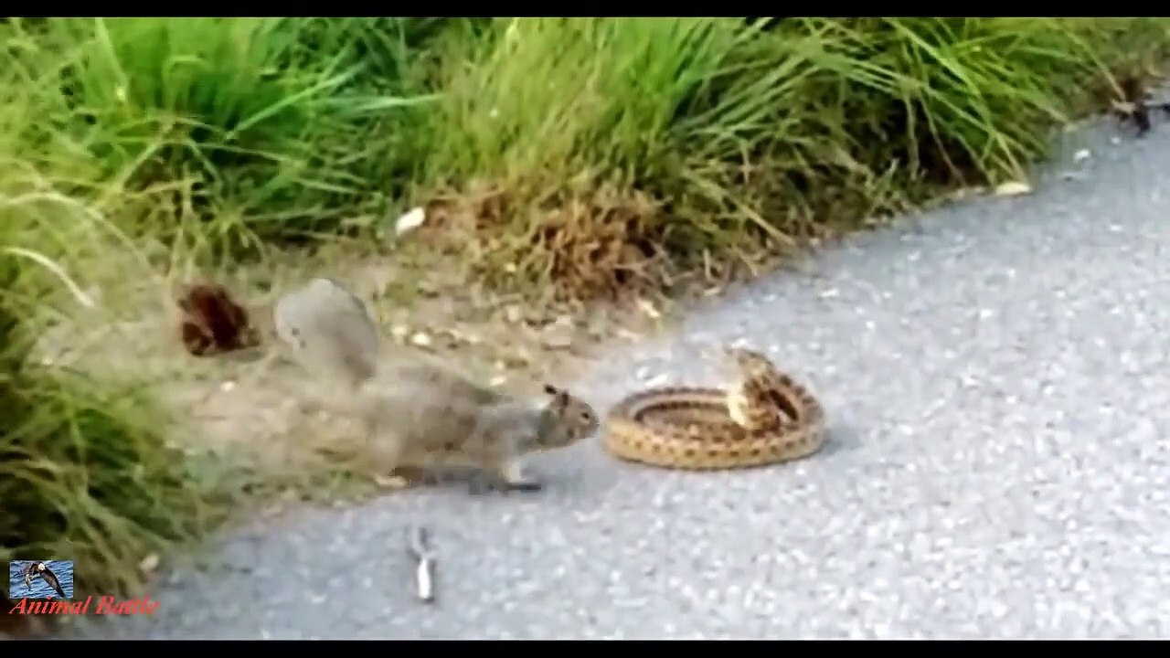Wild Animal- Snake And Squirrel Fighting in Africa- Amazing animal ...