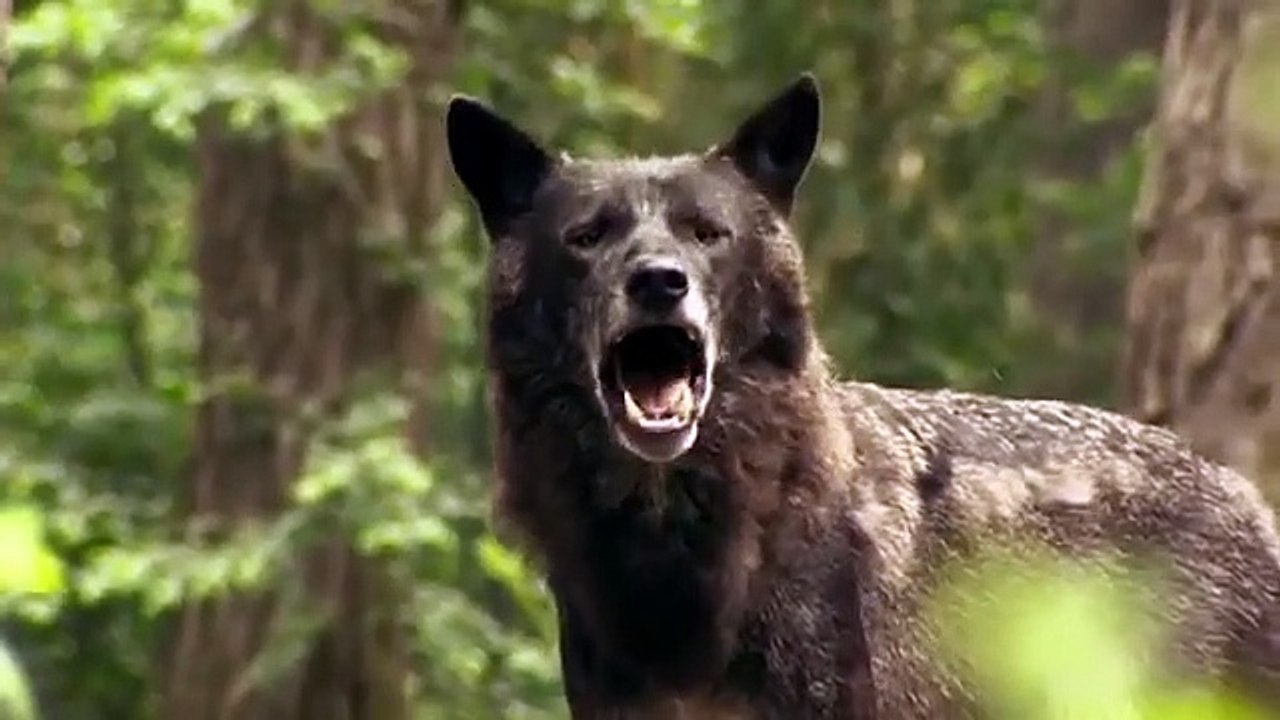 In Search of Monsters - Se1 - Ep10 - The Ozark Howler HD Watch HD ...