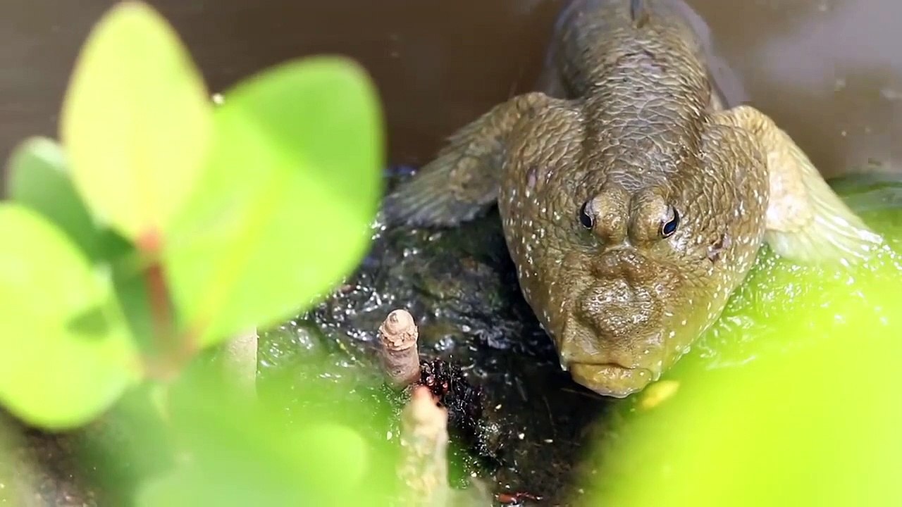 Mudskippers Video Dailymotion