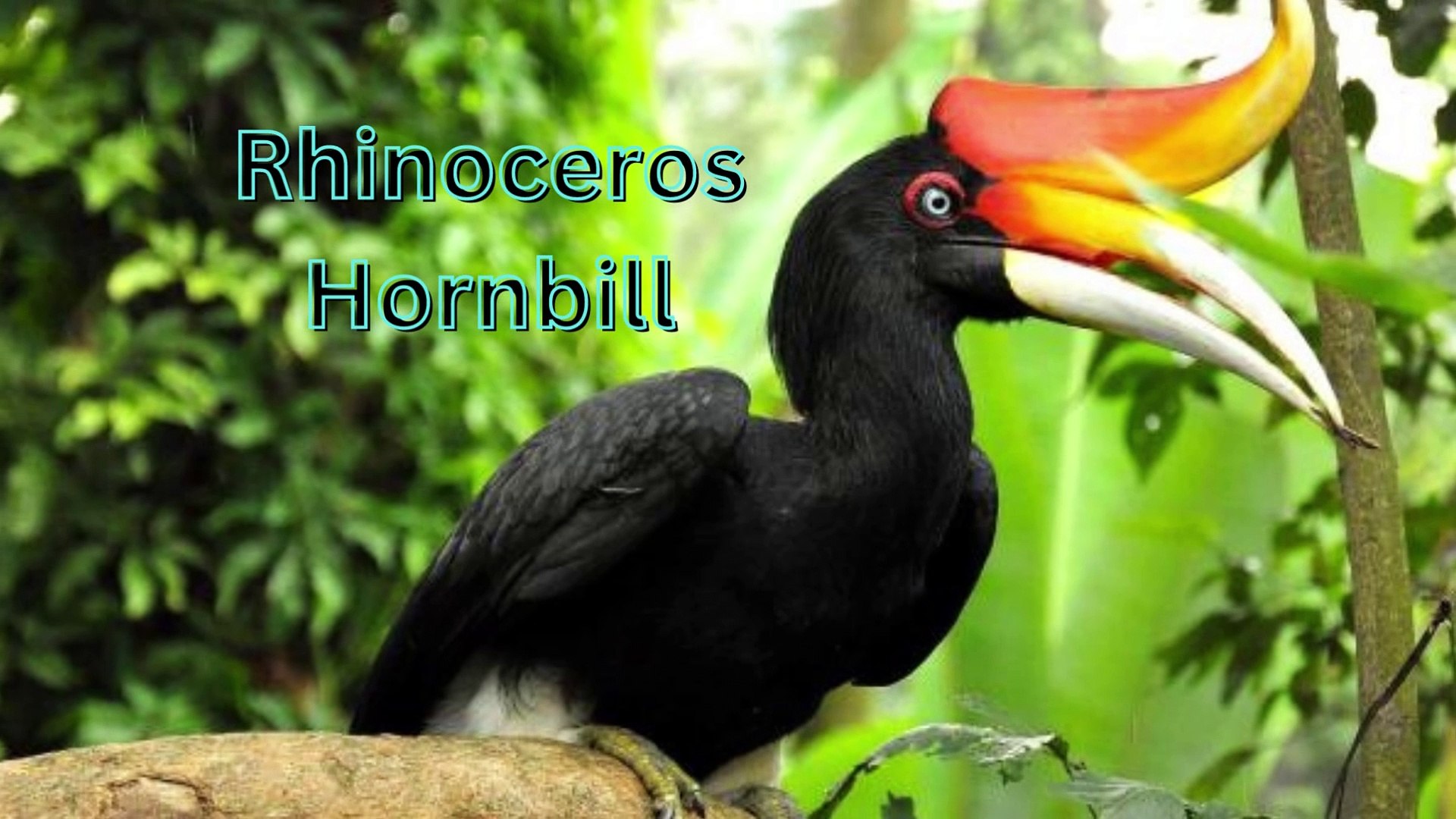 Rhinoceros Hornbill Flying