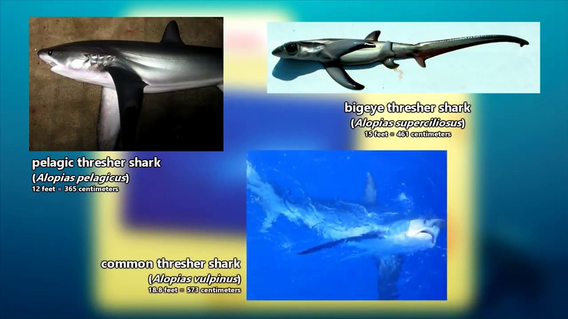 Common Thresher Shark Facts