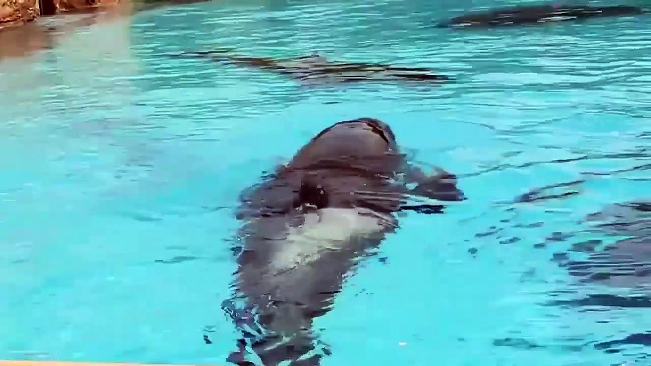 Dolphin Mating And Giving Birth - fish-animals of the world - video ...