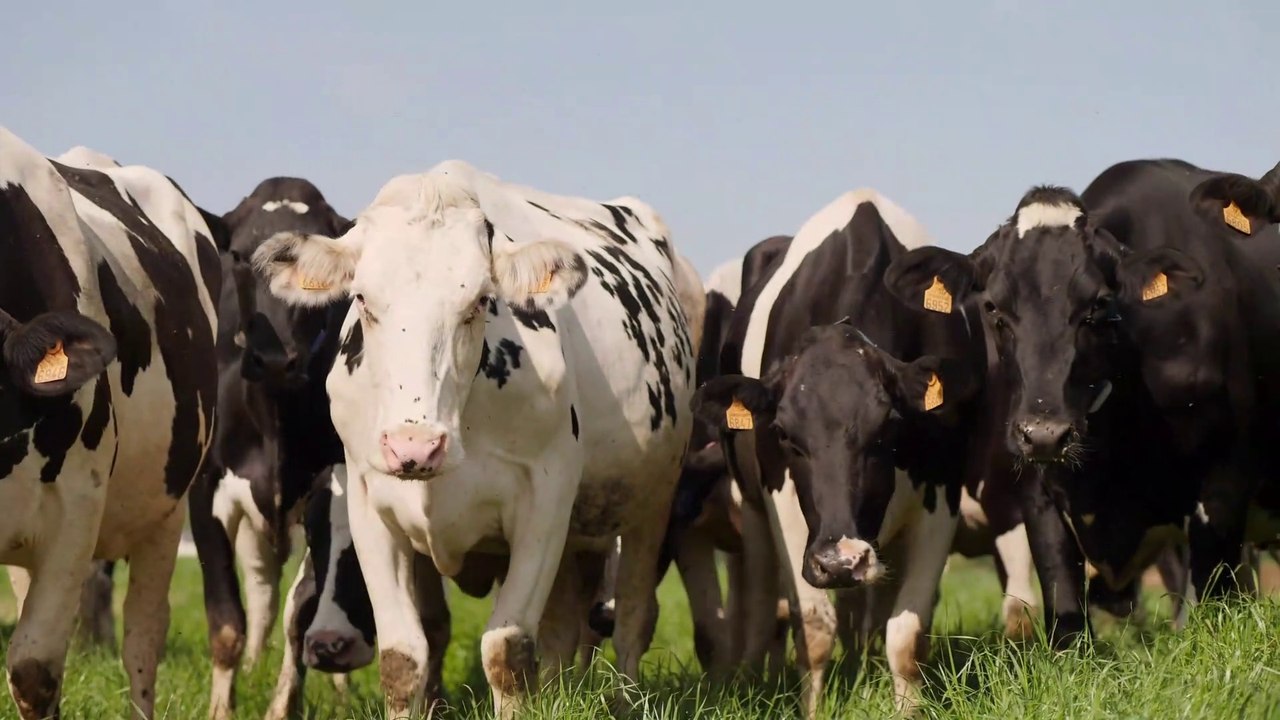 How Cow Sounds When They Come Home - Sound Cows Running Around - video ...