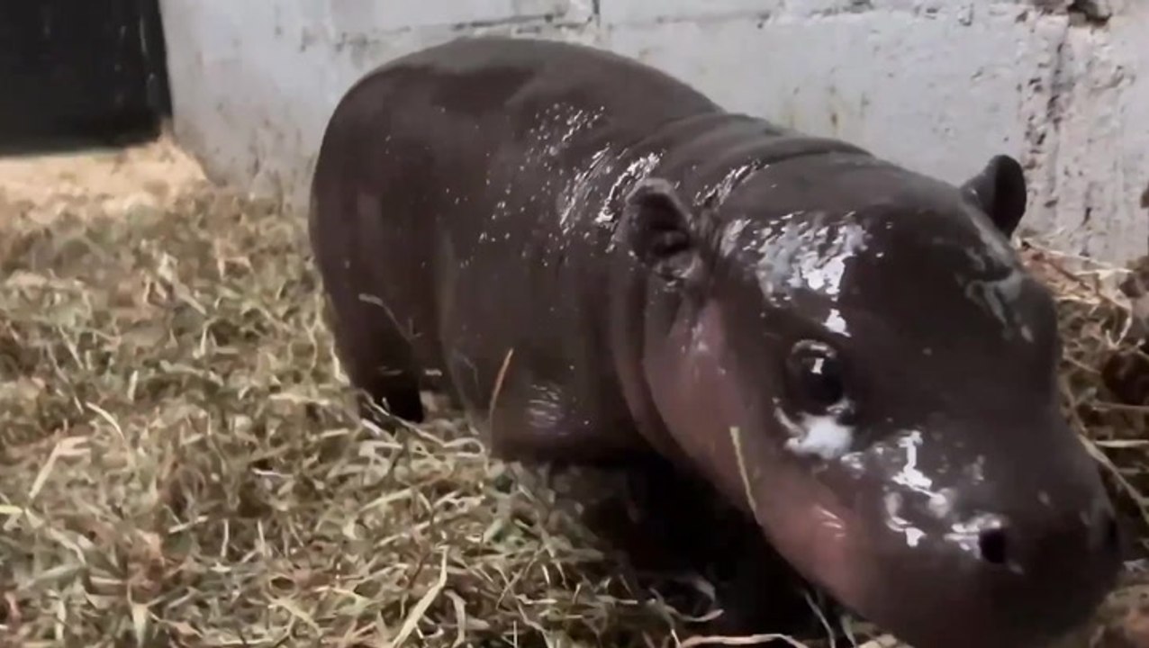 Endangered pygmy hippo takes first steps after birth at Virginia zoo ...