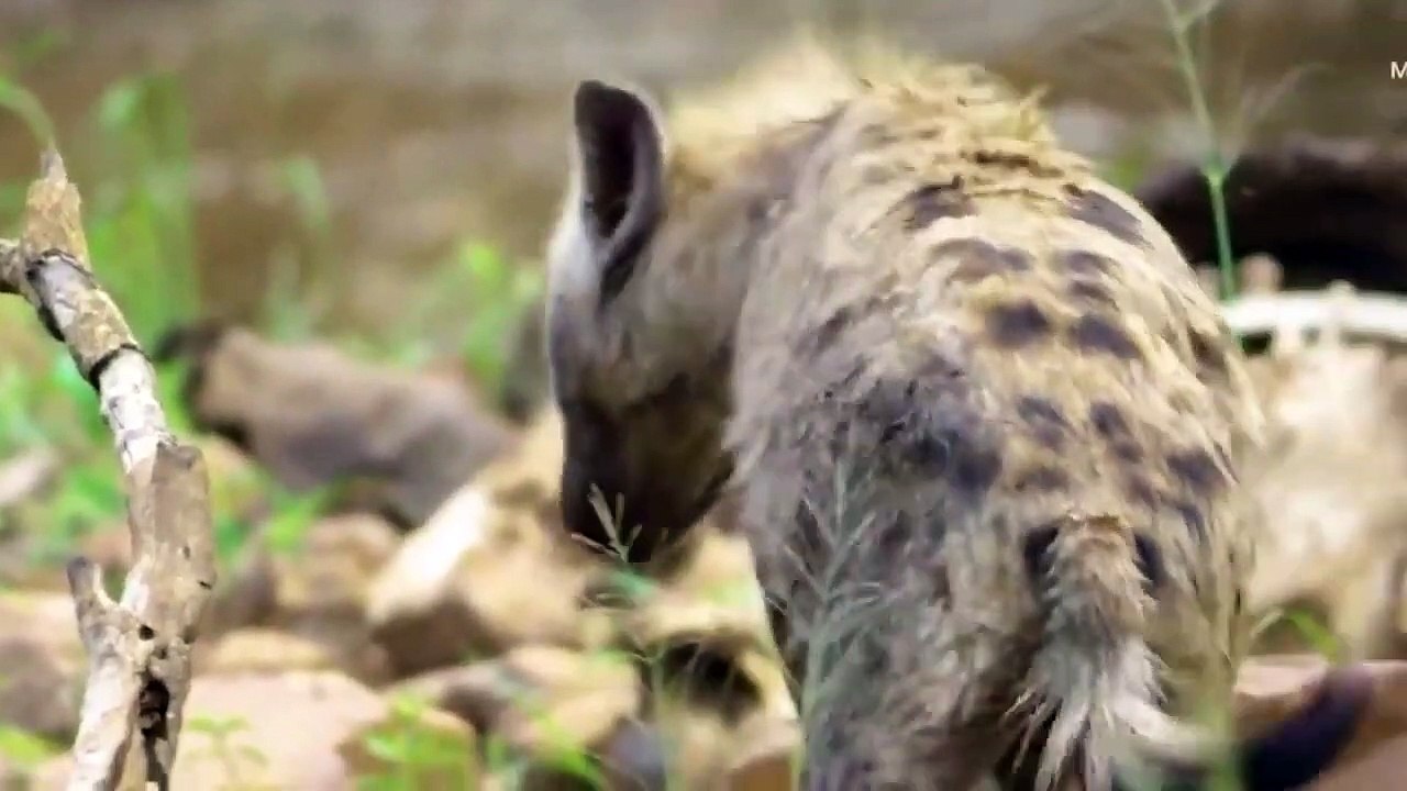 AMAZING! Hyena & Warthog Real Fights Leopard Hyena Warthog - video ...