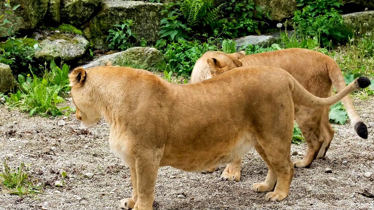 Lioness - Lion Sher animal beautiful Nice - video Dailymotion