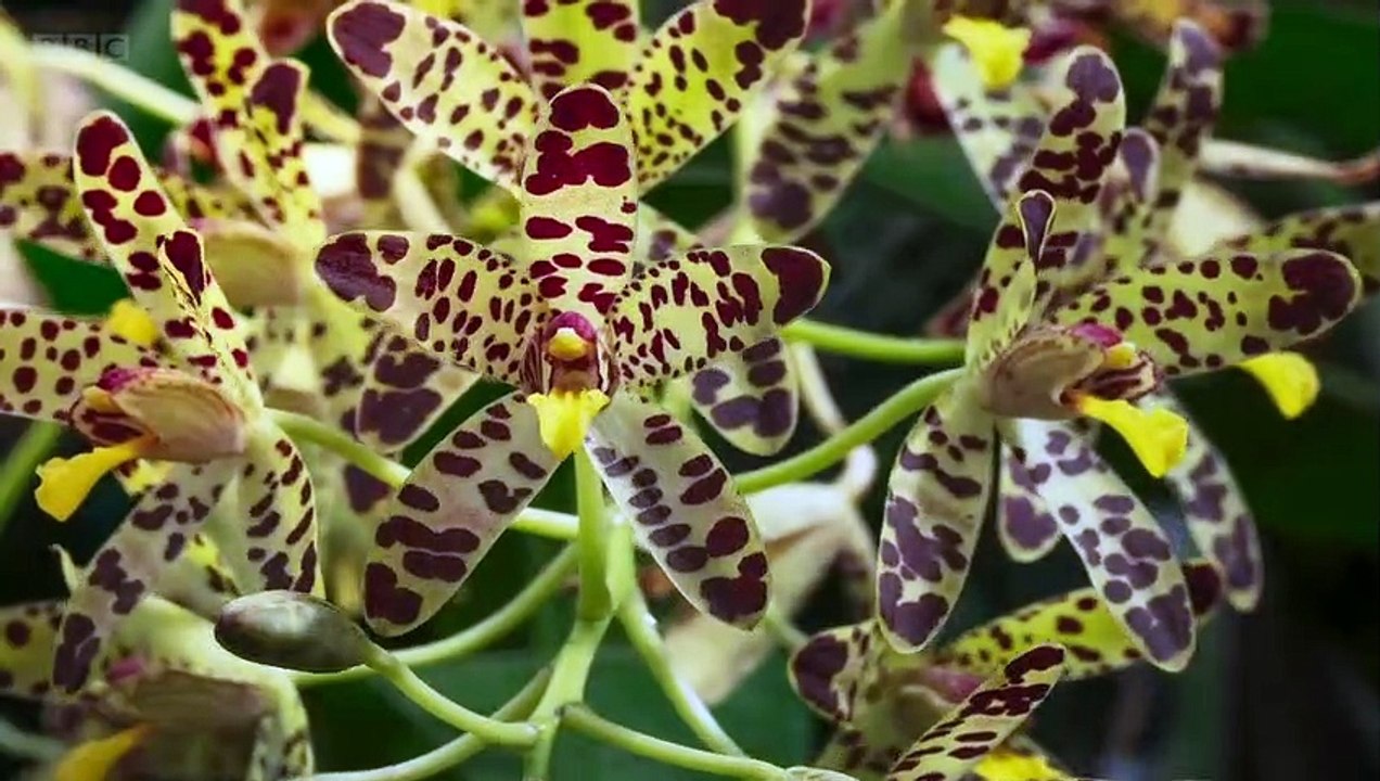 The Green Planet Season 1 Episode 1 - video Dailymotion