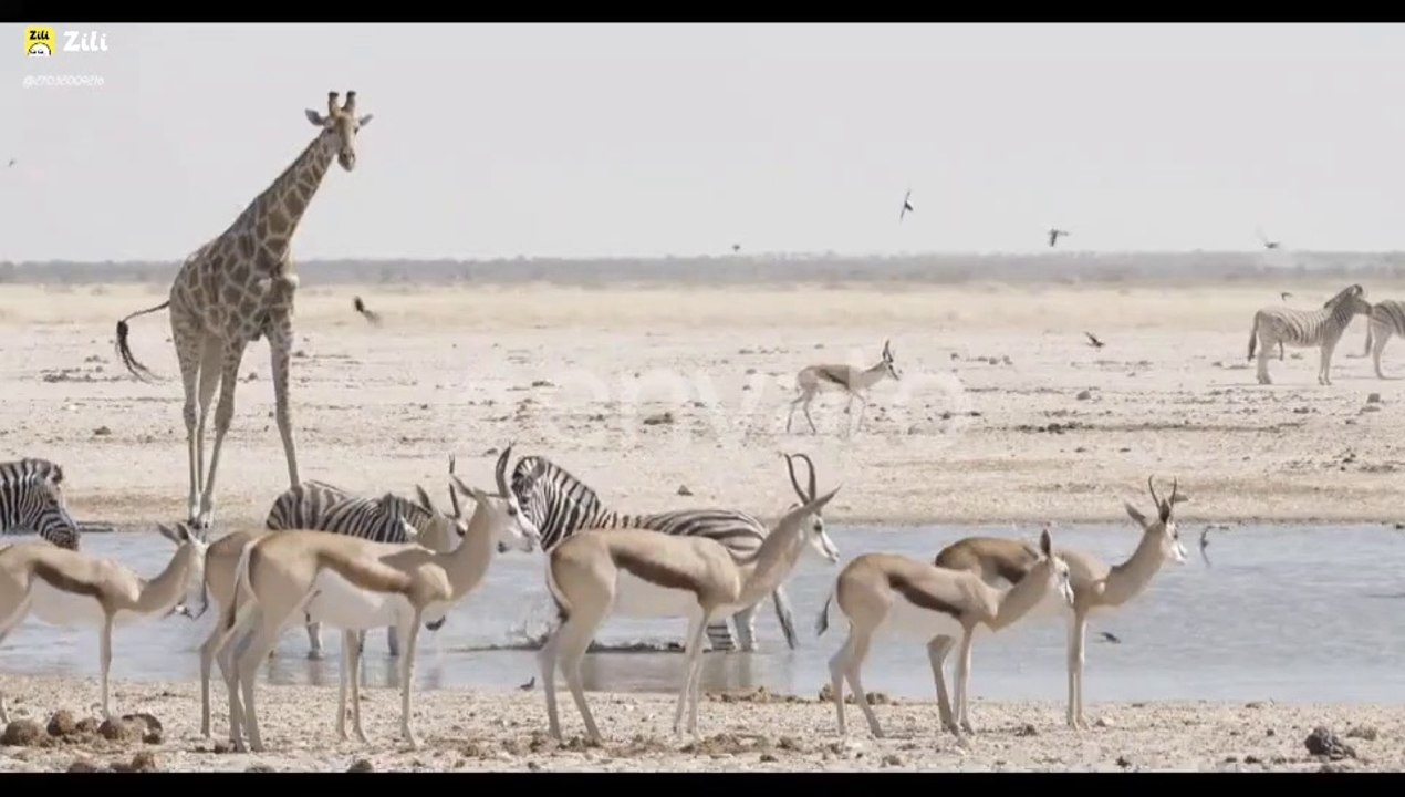 Discovery of animal - video Dailymotion